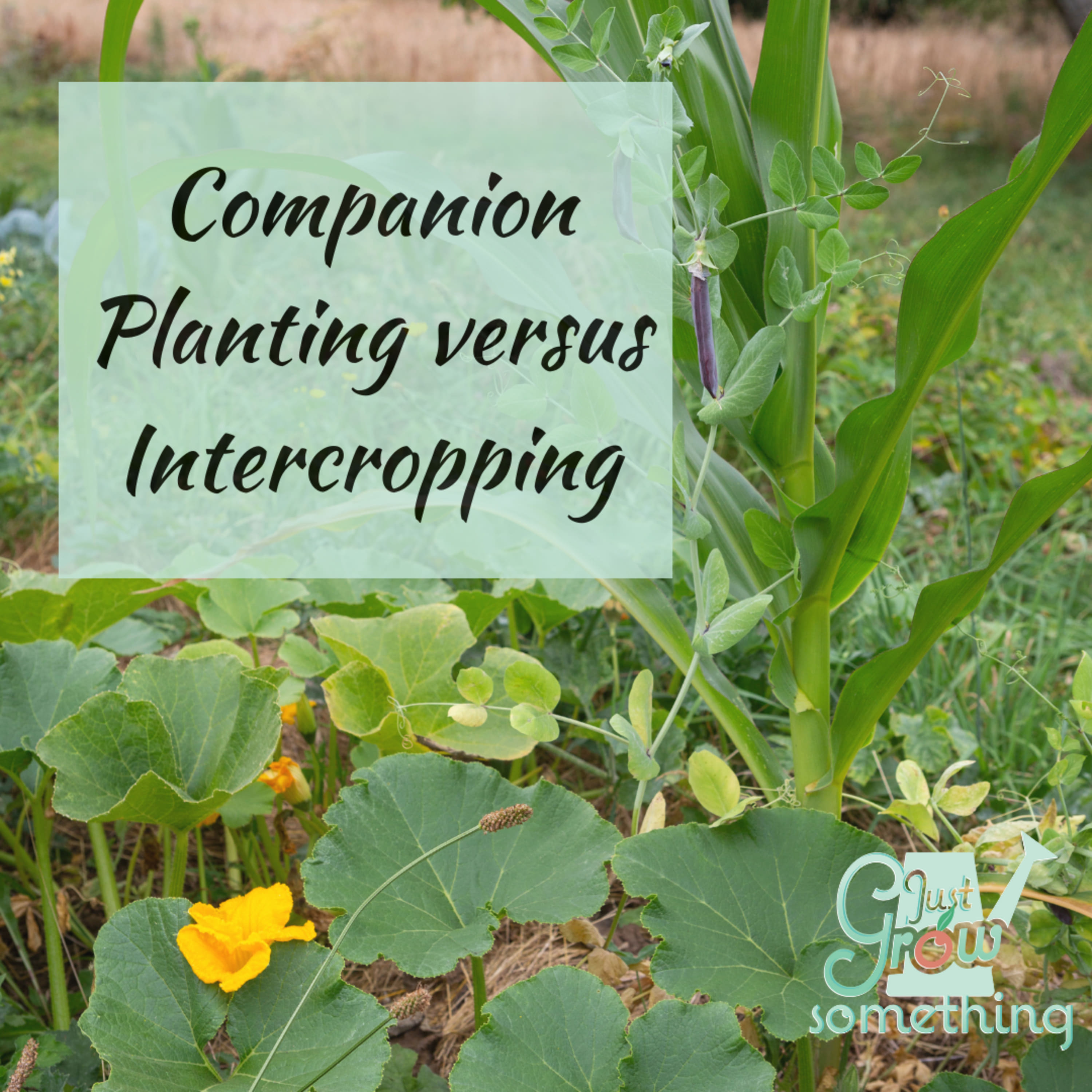Ep. 130 - Companion Planting and Intercropping: Gaining space in the ...