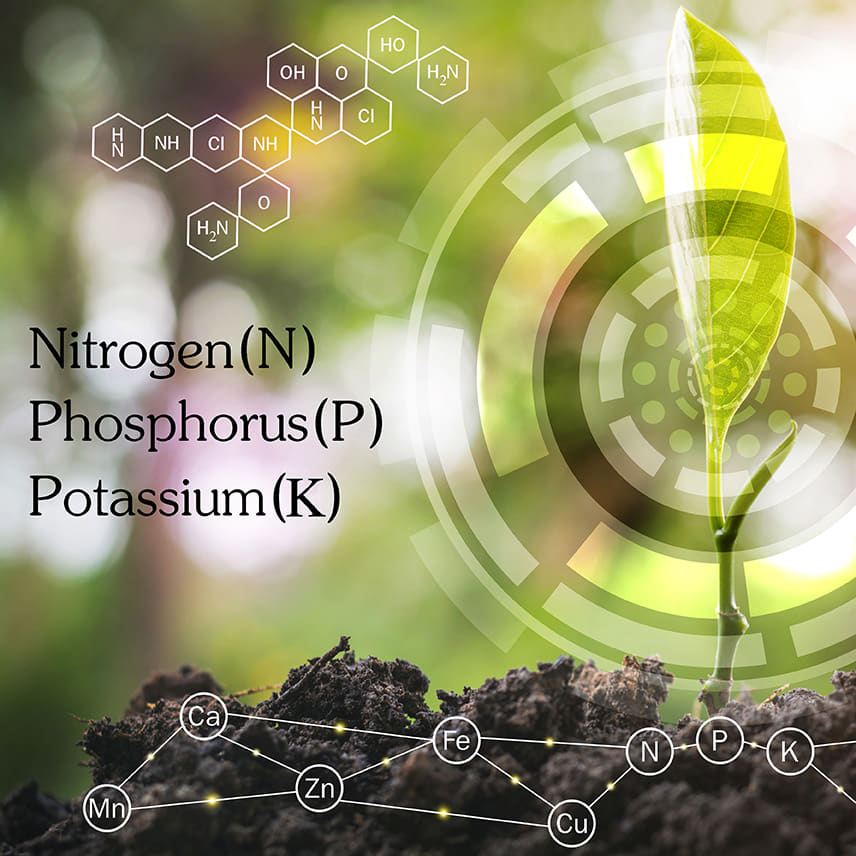 What To Do If Your Plants Show Signs of Nutrient Deficiency (Or ...