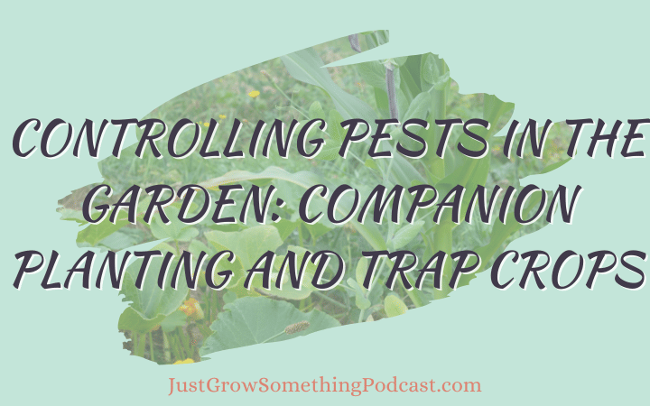 Companion Planting and Trap Crops for Insect Control | Just Grow ...