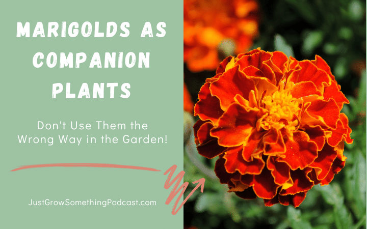 Marigolds as Companion Plants: Know How to Use Them | Just Grow ...