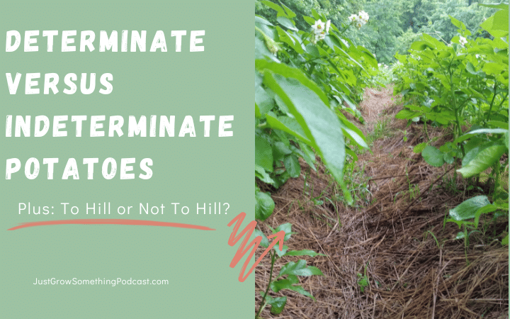 Determinate vs Indeterminate Potatoes (and do we really need to hill ...