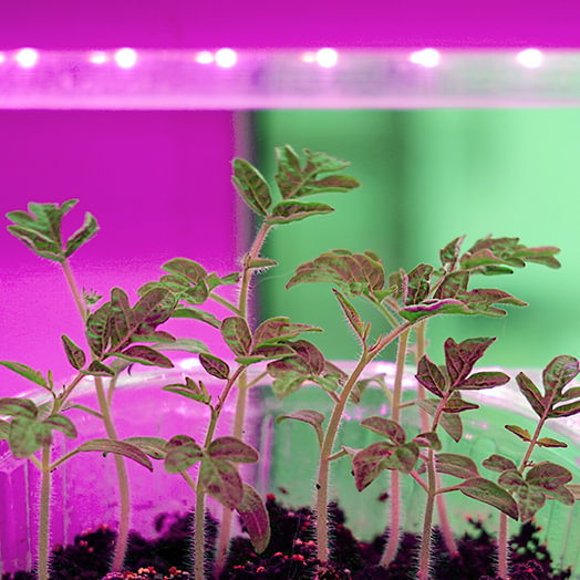 Five Tips for Successful Seed Starting Indoors | Just Grow Something ...