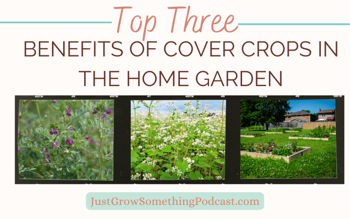 Cover Crops: Top Three Benefits for Home Gardeners | Just Grow ...