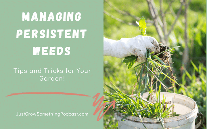 Identifying and Controlling Persistent Weeds in the Garden | Just Grow ...