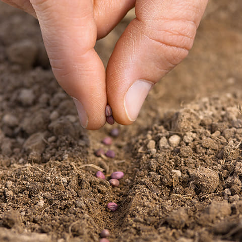 Do Seeds Expire? | Just Grow Something with Karin Velez