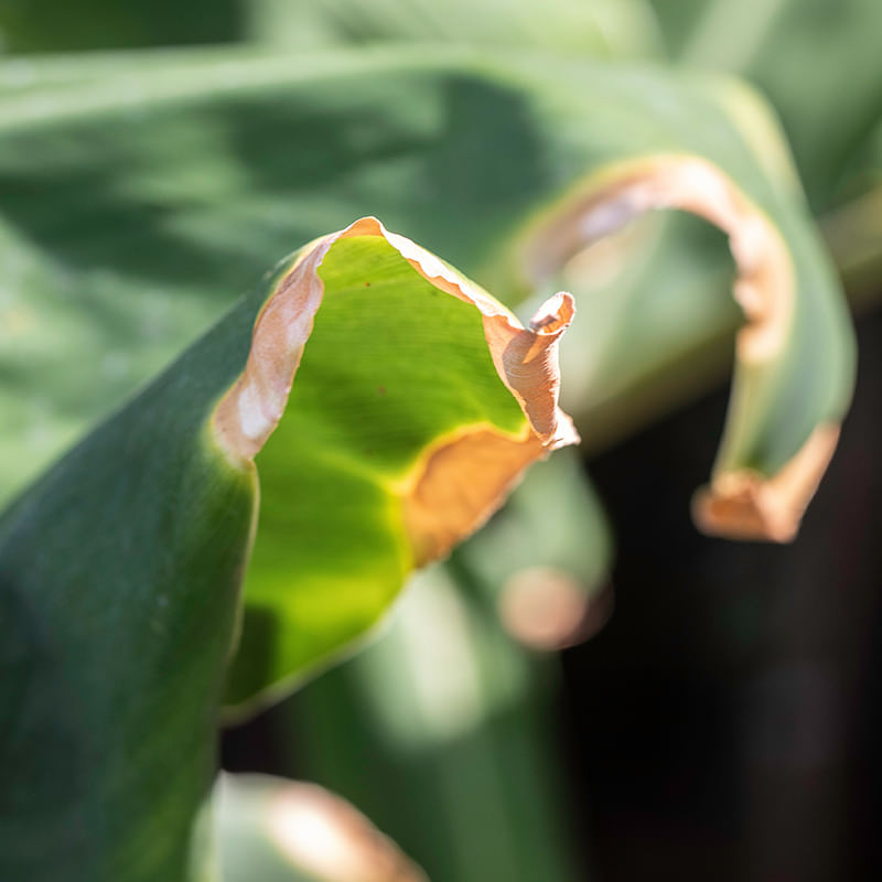 Indicators of Nutrient Toxicity in Garden Plants | Just Grow Something ...