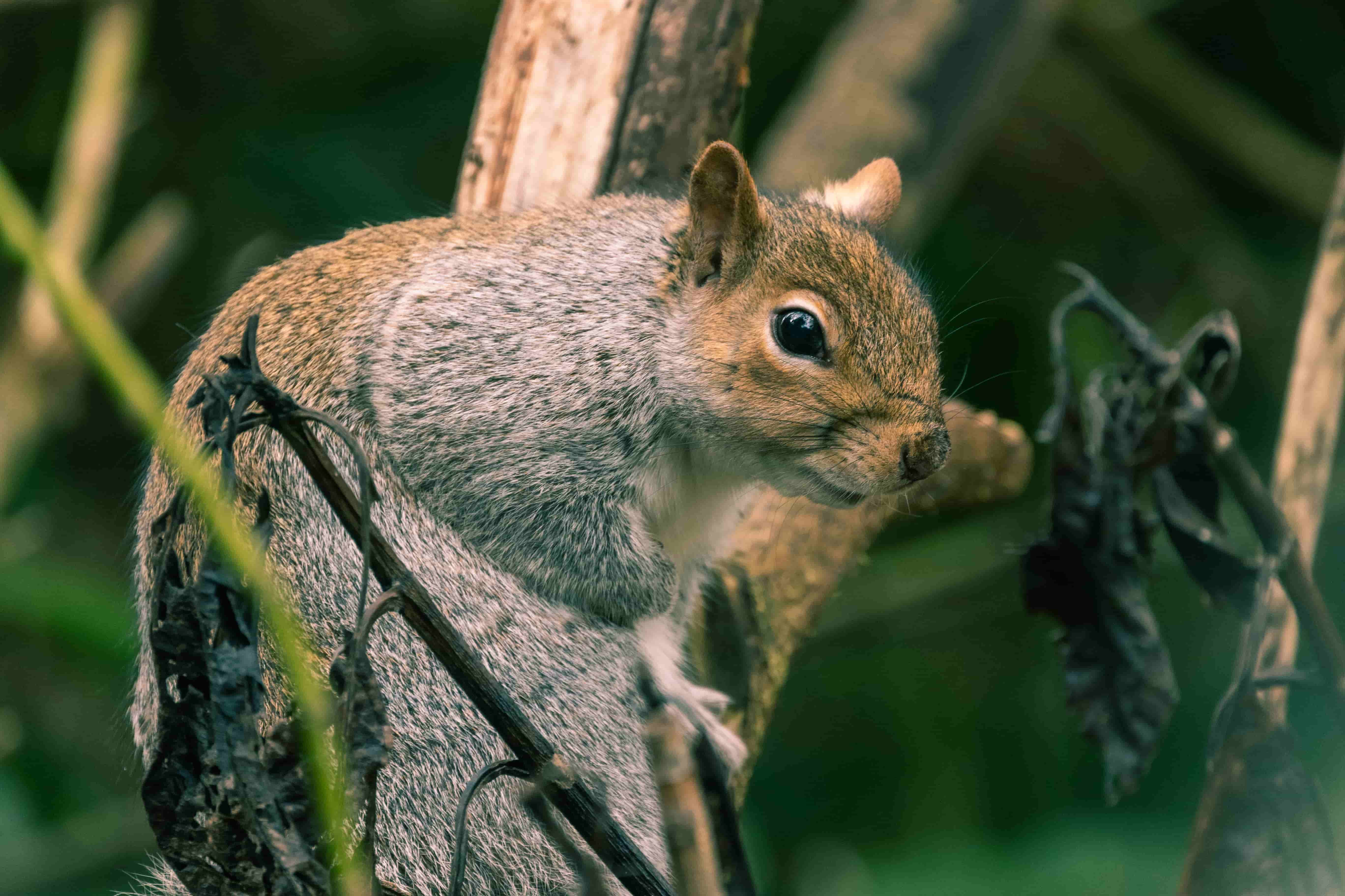 Shiny object syndrome: how 'weenie' ADHD entrepreneurs can defeat the ...