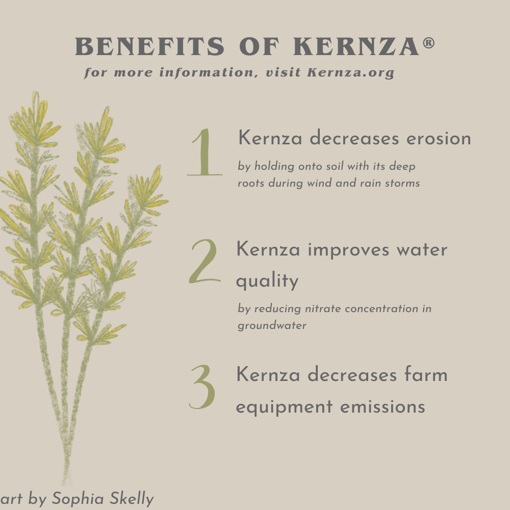 5 Lessons Learned from Commercializing Kernza®