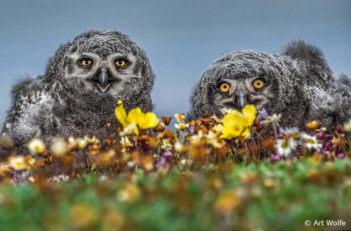 The Camera Cafe Show|"Art Wolfe: A Life Behind The Lens (Part1)" | Move ...